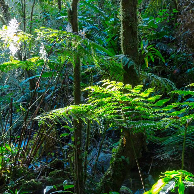 Nicolas Gutierrez G. - Songs, Events and Music Stats | Viberate.com